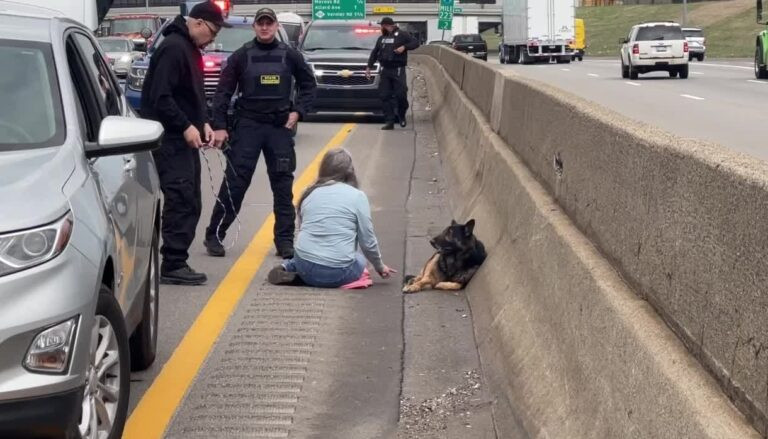 Courageous Roadside Rescue: Woman Helps Wounded German Shepherd on Busy ...